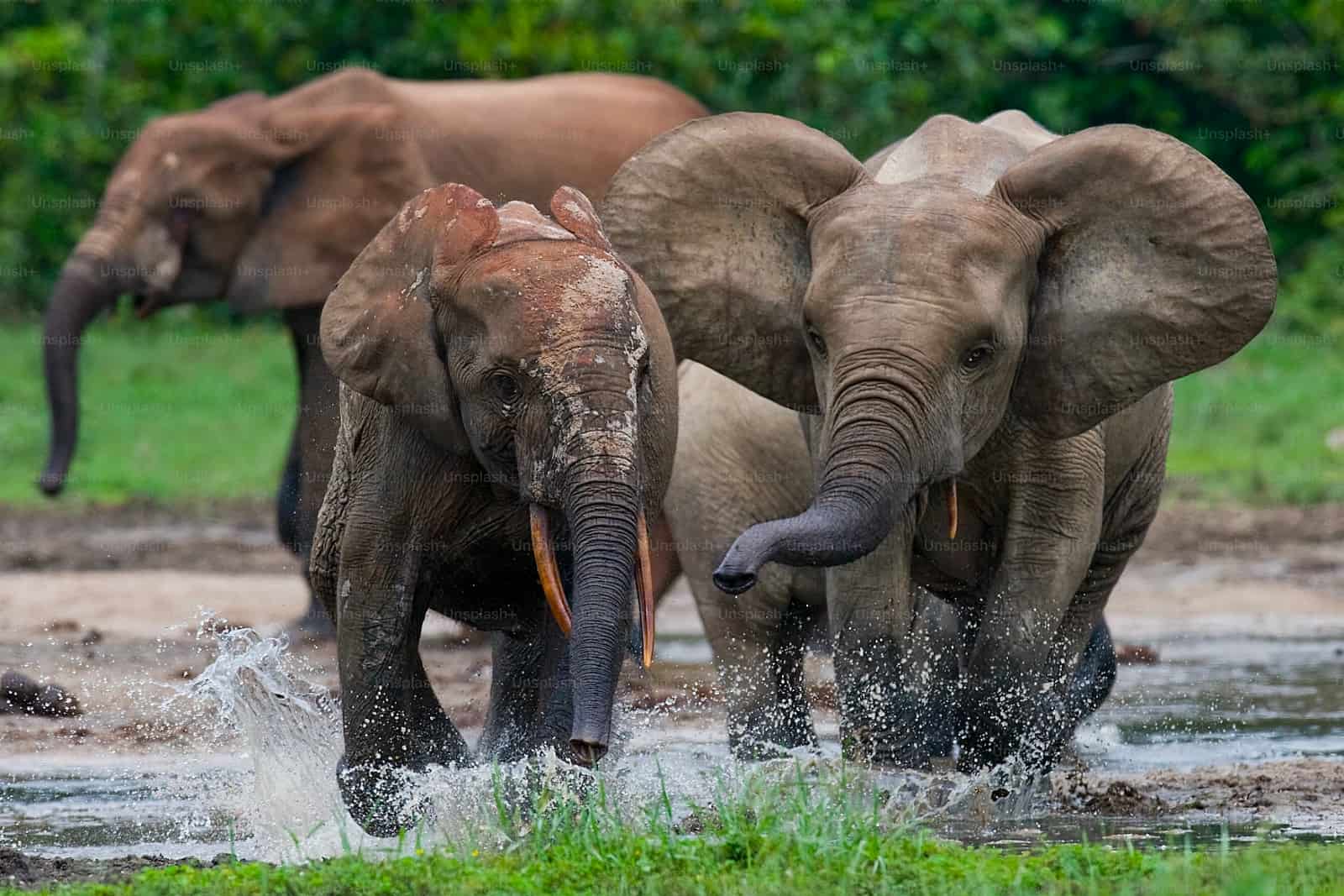 Experts stunned by good news about populations of iconic animals: 'The ...